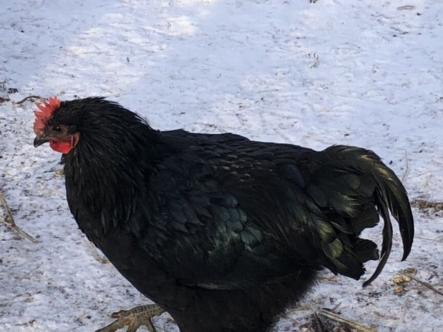 Петух джерсийский гигант