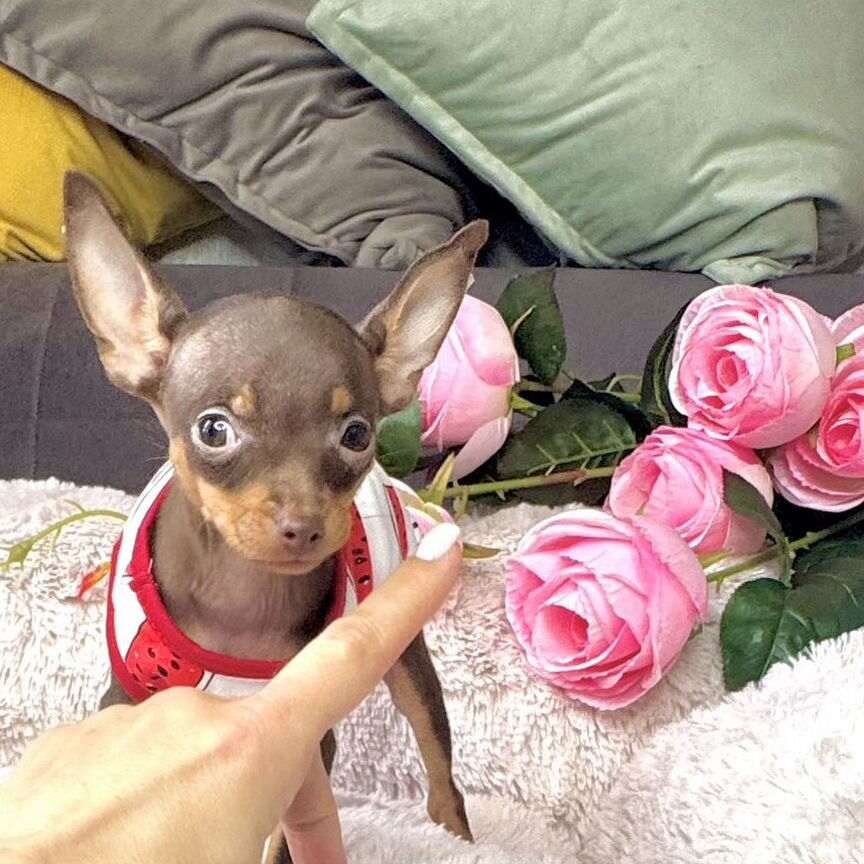 Русский той-терьер, щенок