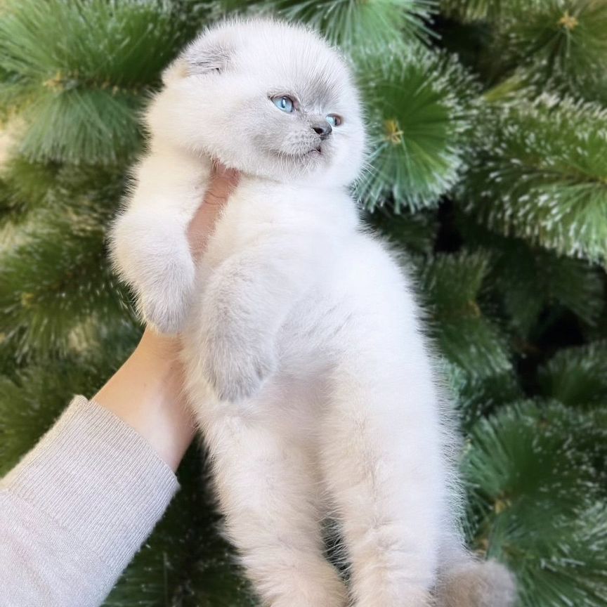 Плюшевые мишки в редких окрасах