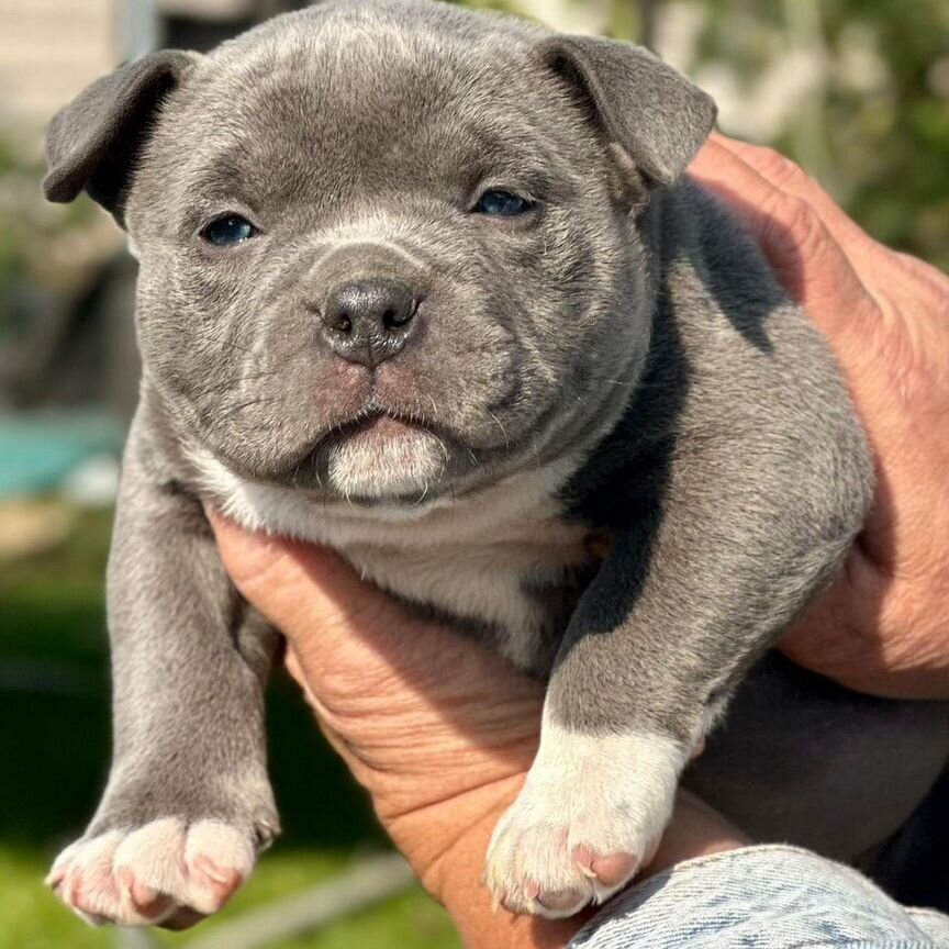 Американский булли топ