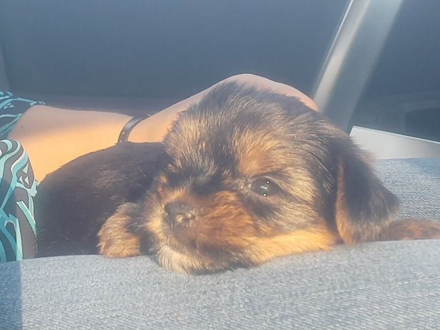 Щенок йоркширский терьер