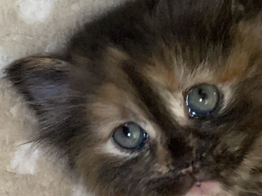 Сибирские котята