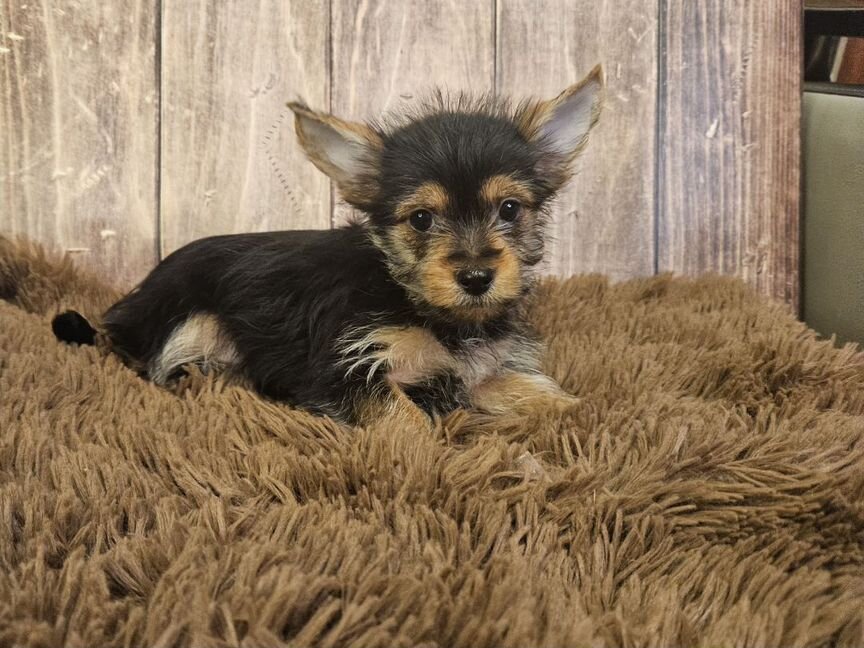 Мальчик Мартин