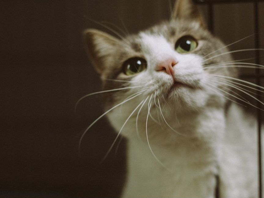 Ищем мам и пап для котеек