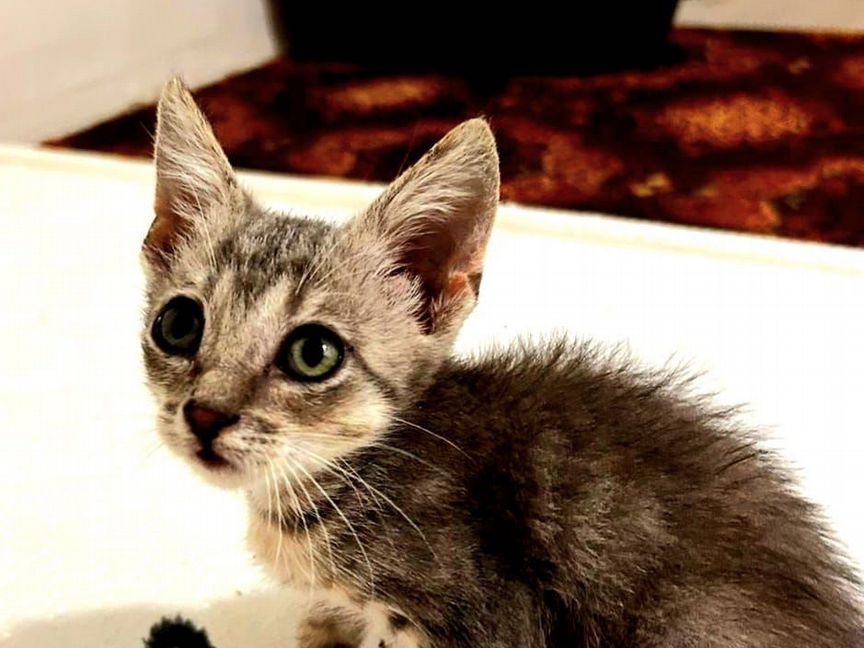 Котенок Барсик