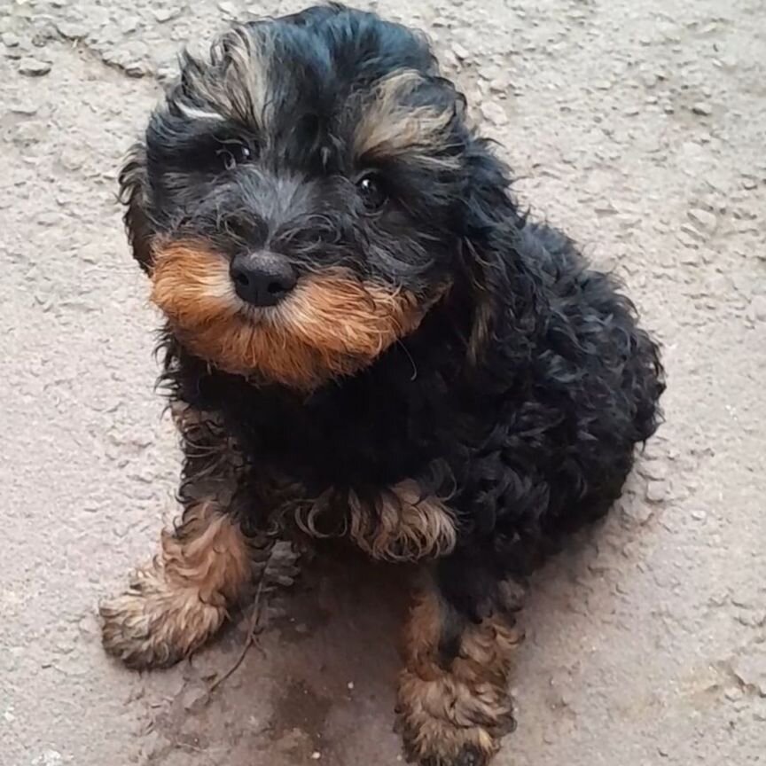 Мальтипу, щенок