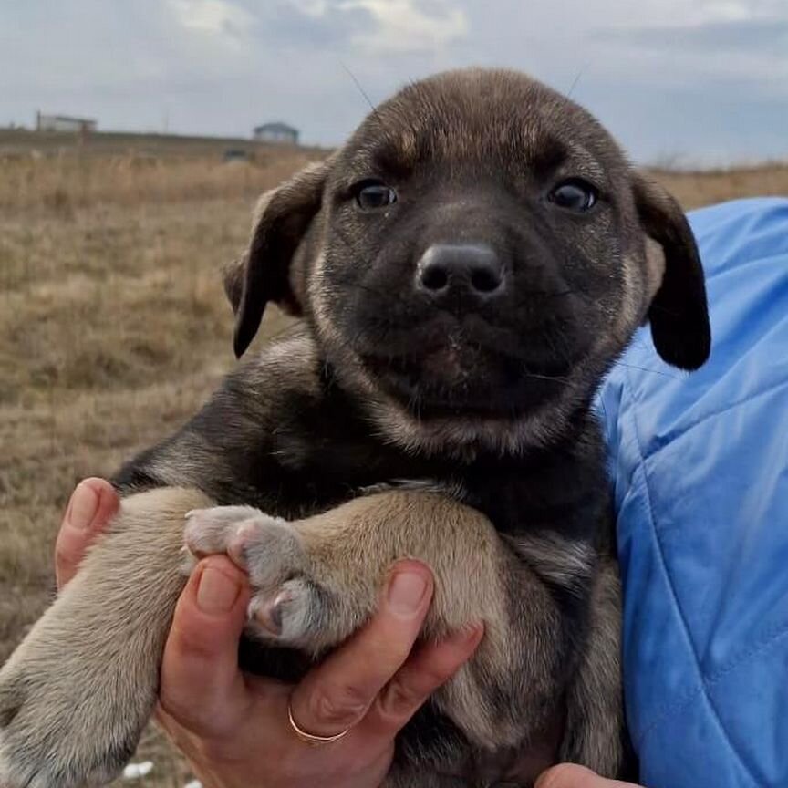 Щенок в добрые руки