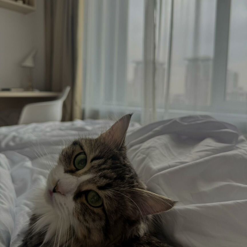 Кошка в добрые руки