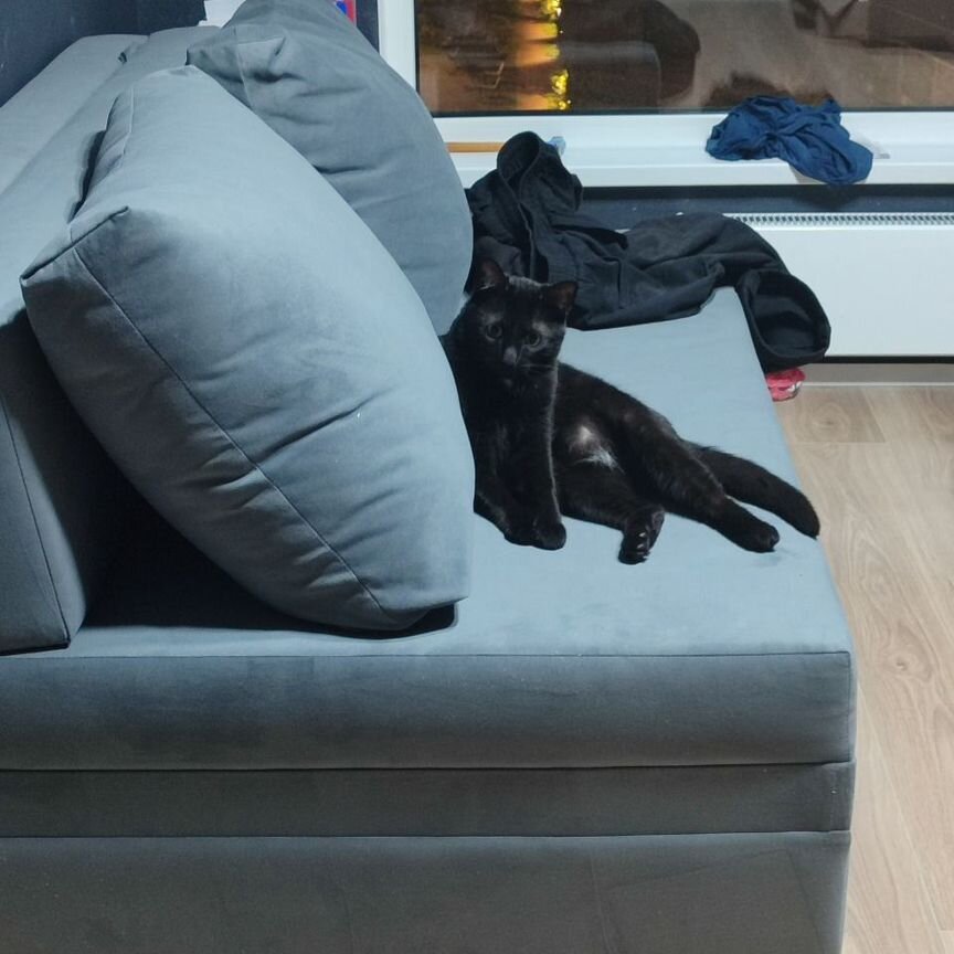 Кошка в добрые руки