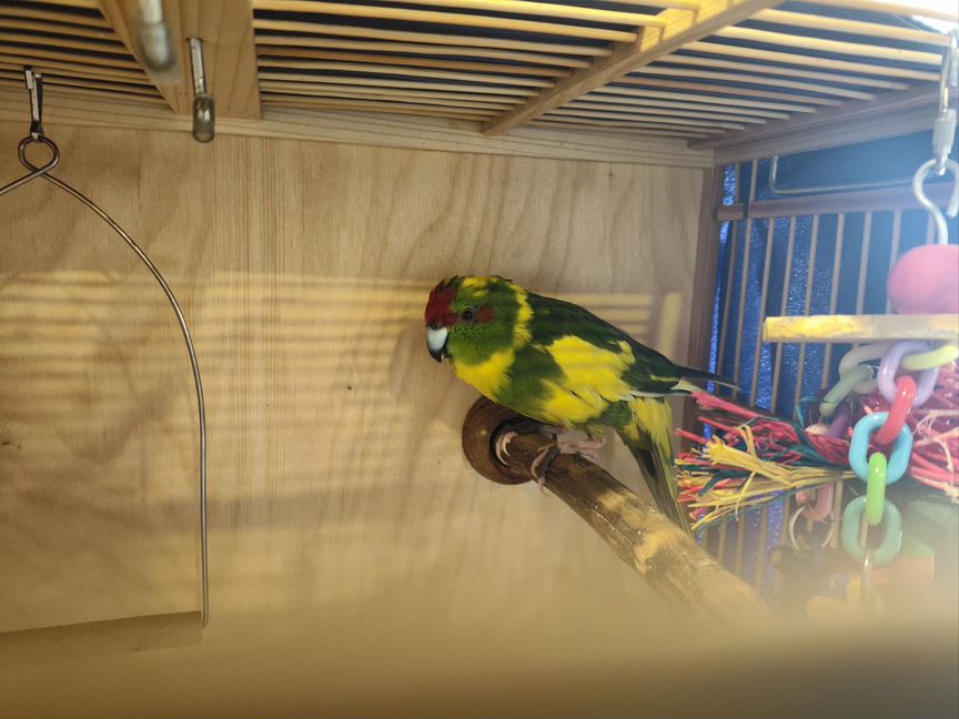 Попугай Какарики