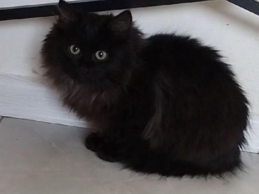 Котенок-мальчик 6 месяцев