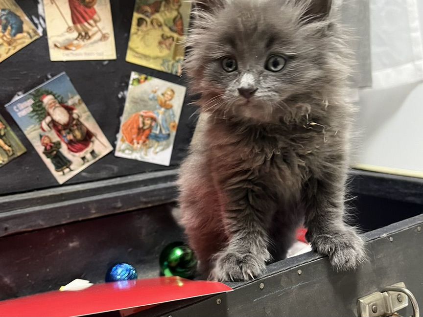 Котята нибелунг