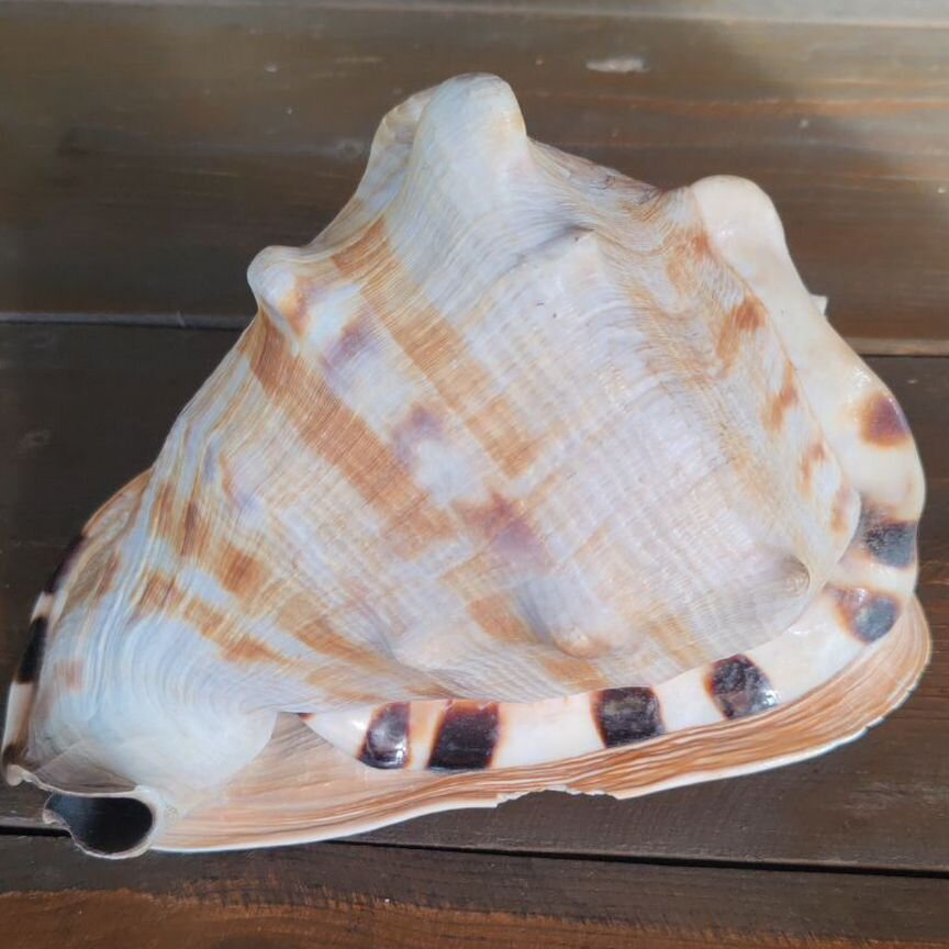 Ракушка морская большая