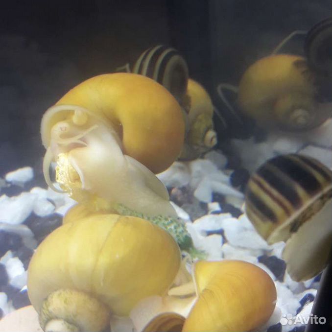 Улитки аквариумные. Ампулярии и Маризы