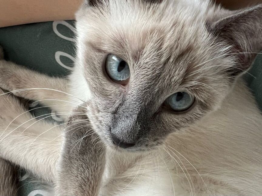 Тайская кошка