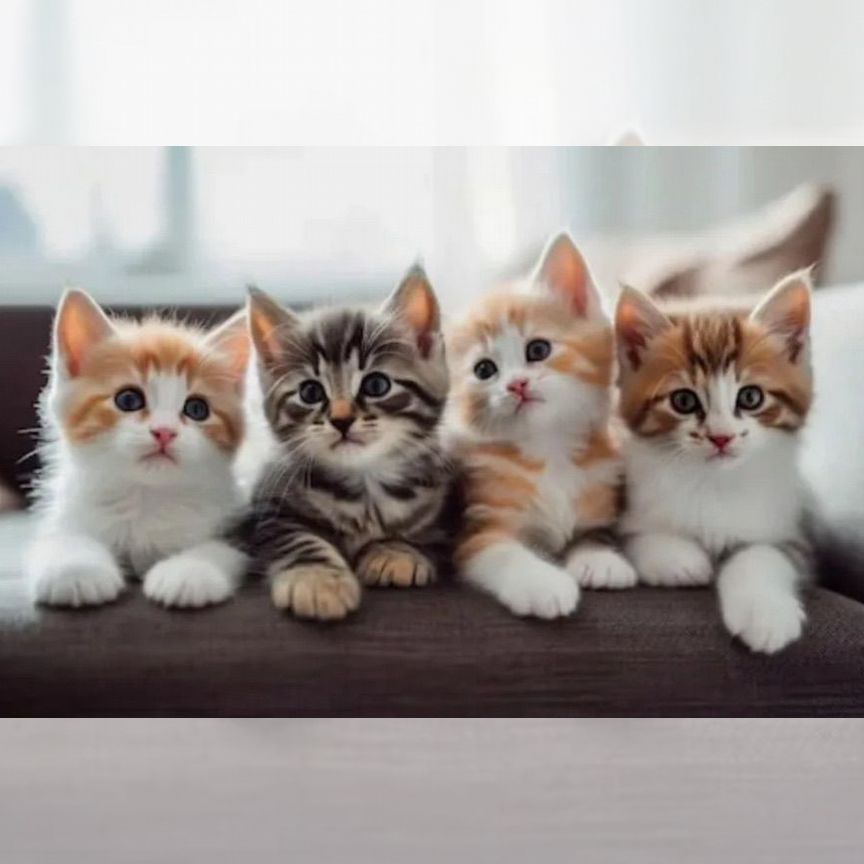 Сибирский котёнок