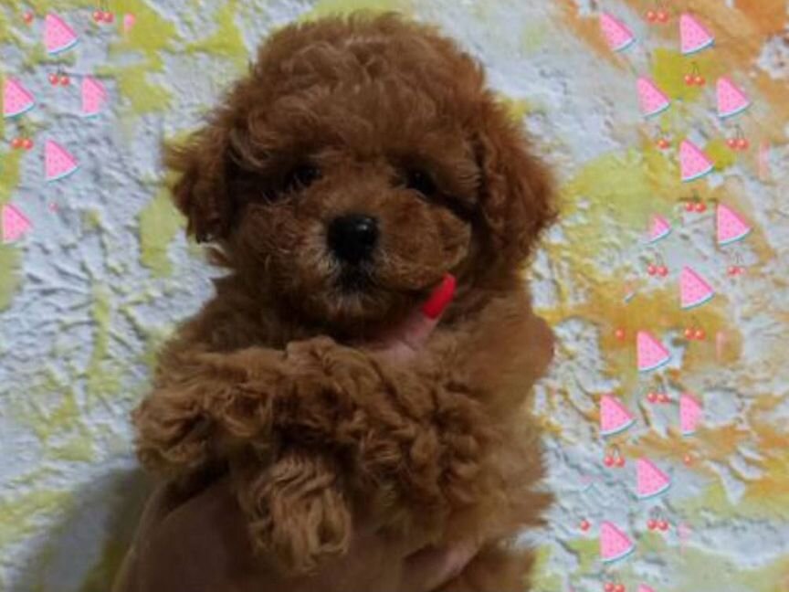 Щенки той пуделя