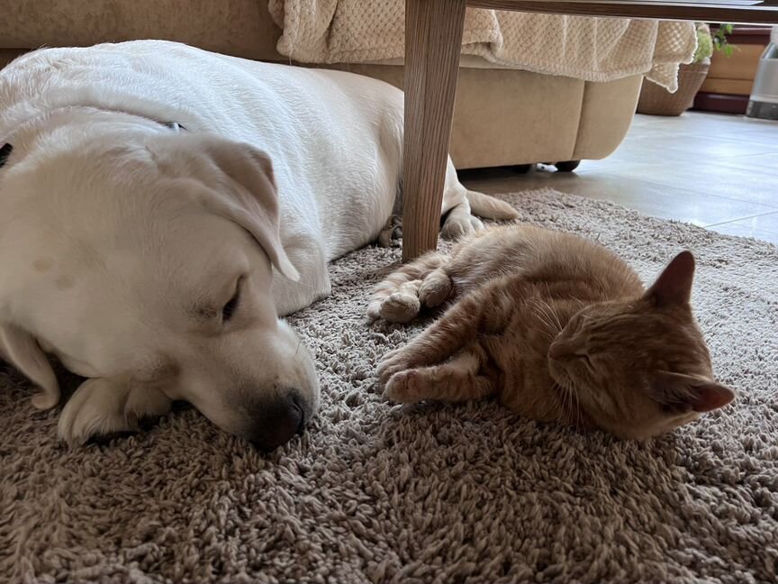 Котенок 5 месяцев