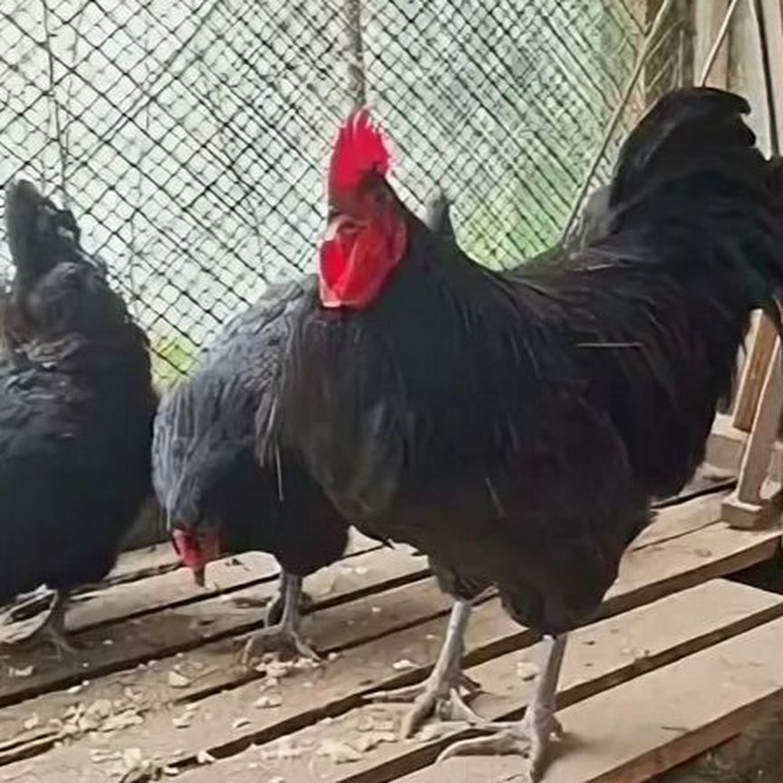 Семья джерссийский гигант