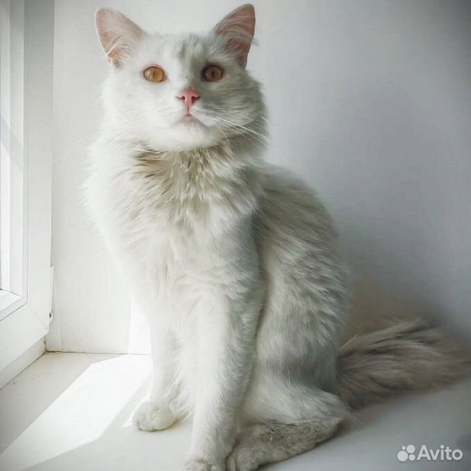 Кот Снежок ищет дом