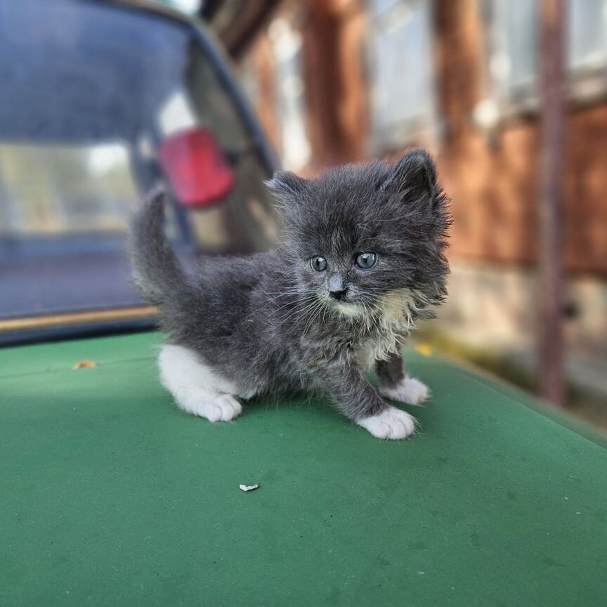 Котёнок девочка в добрые руки