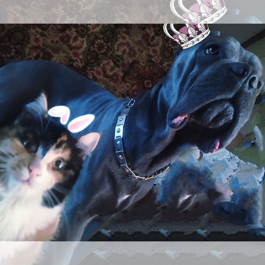 Корсик ищет девочку