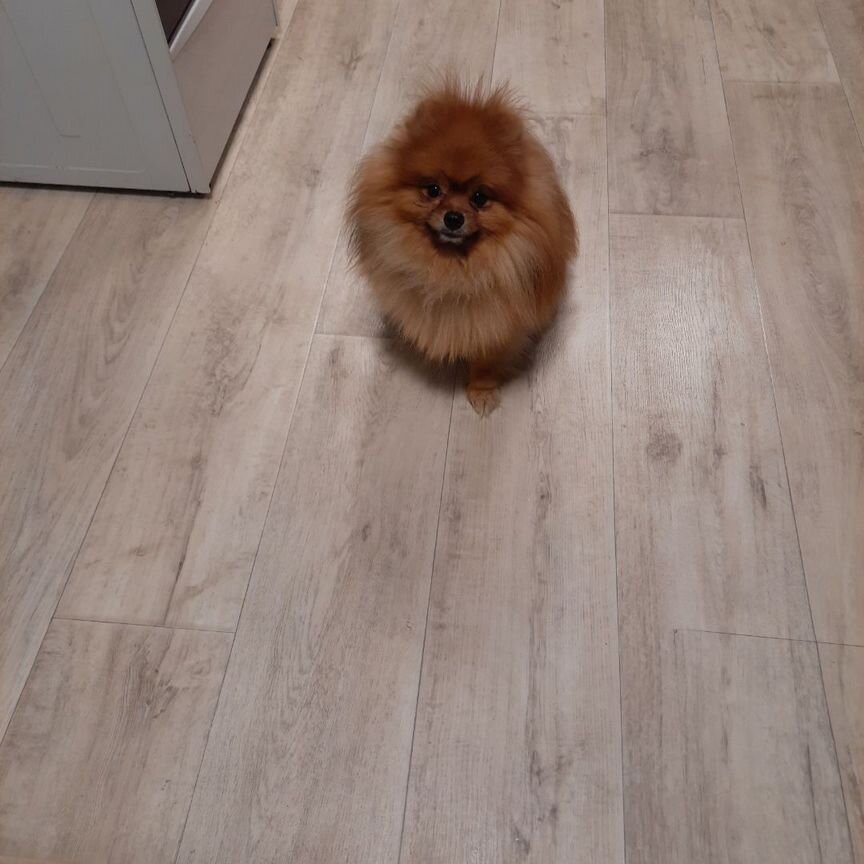 Шпиц померанский
