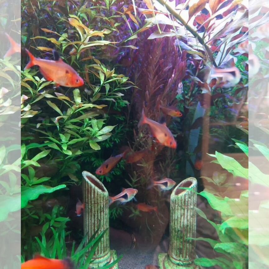 Рыбки Миноры