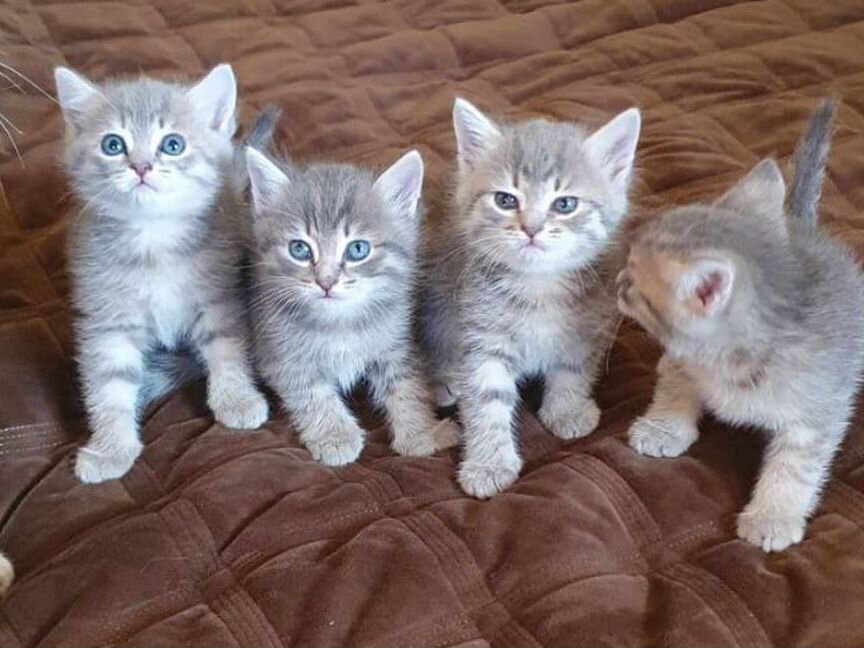 Котята в подарок на новый год