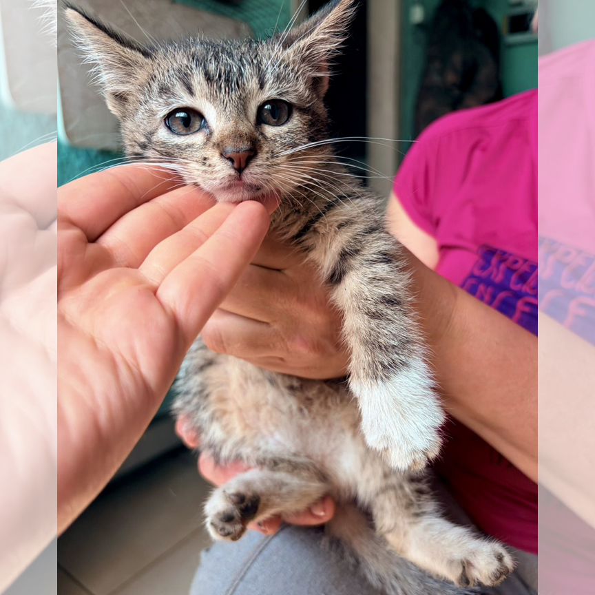 Котёнок в добрые руки