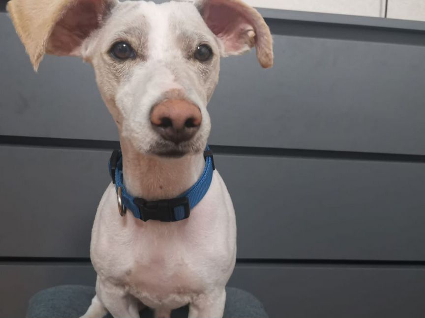 Собаки маленьких пород