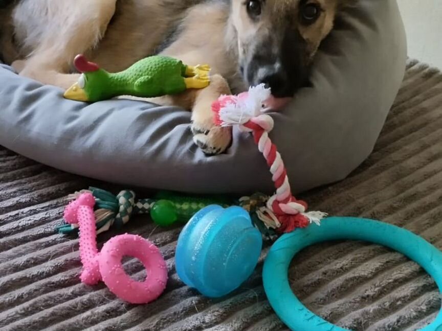 Добрый глазастик в любящие руки