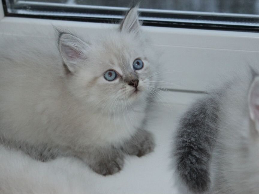 Котята сибирской кошки