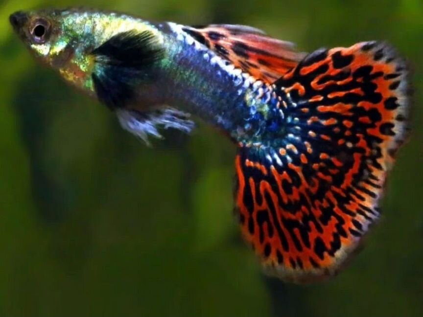 Аквариумные рыбки гуппи дамбо