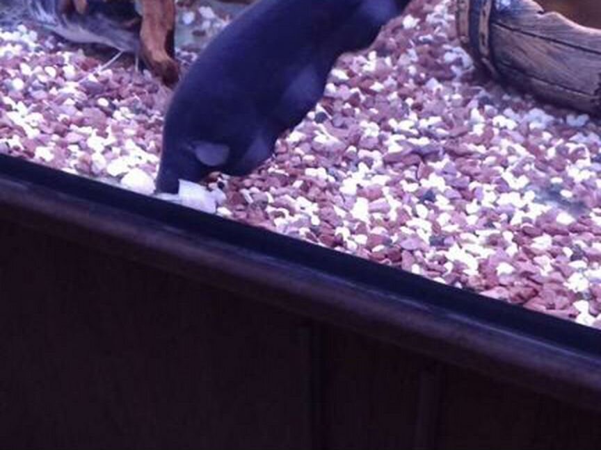 Рыба нож крупная