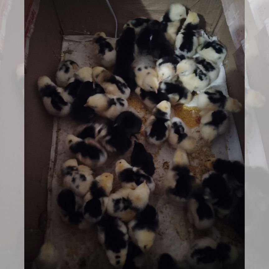 Цыплята породы Австролорп черно-пестрый