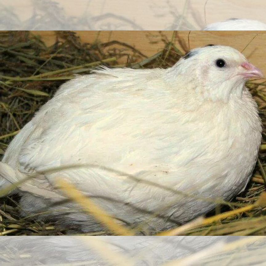 Техасский перепел и радонежский