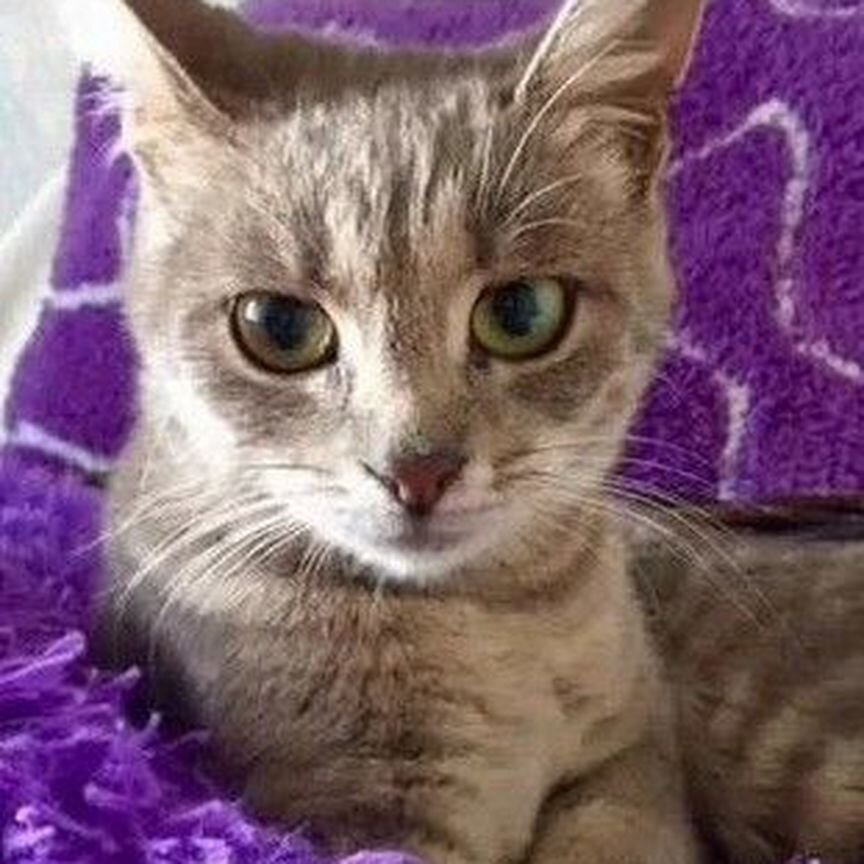 Котику нужен дом