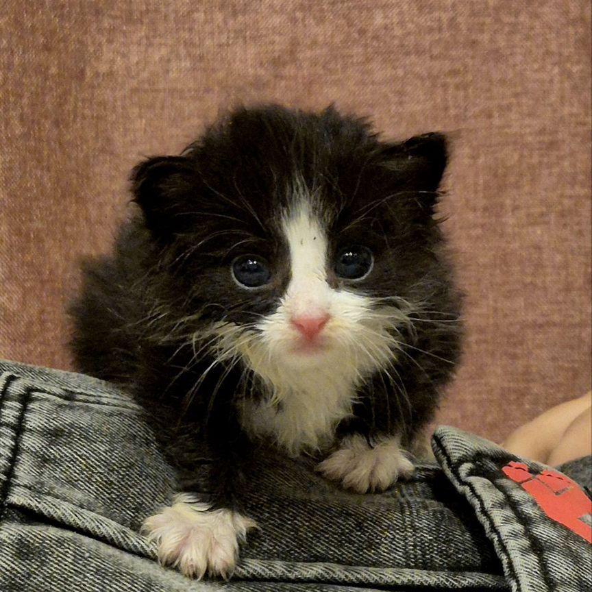 Котенок в добрые руки бесплатно