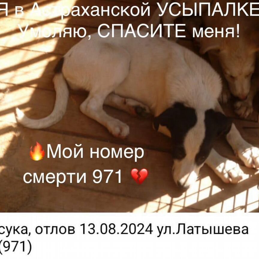 Собака в добрые руки
