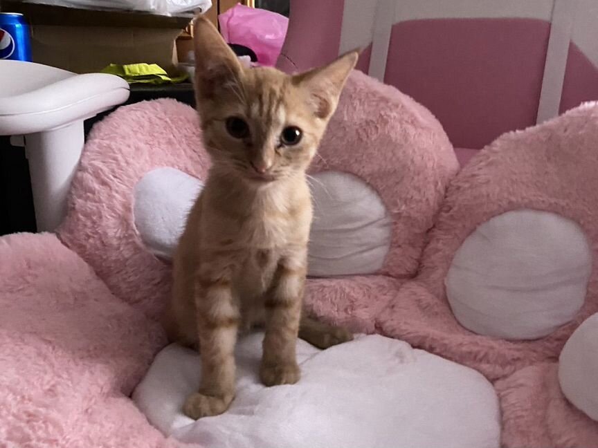 Рыженький котенок мальчик