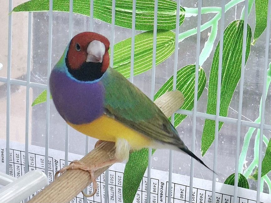 Продаю самца Амадина Гульда