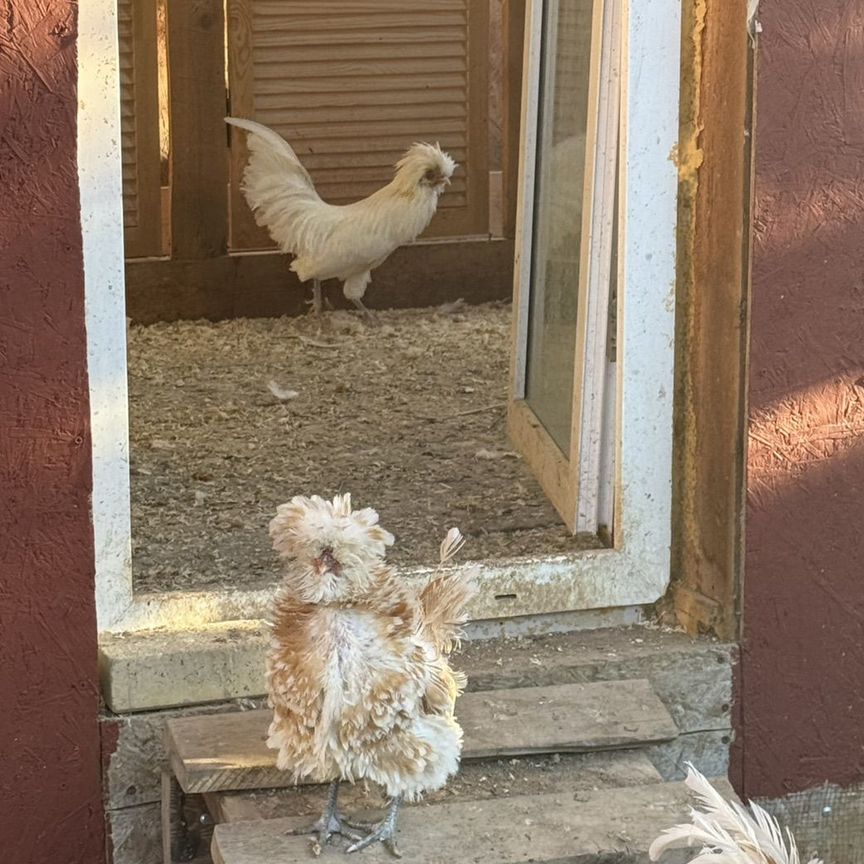 Семья петух и курочка падуан 6 мес