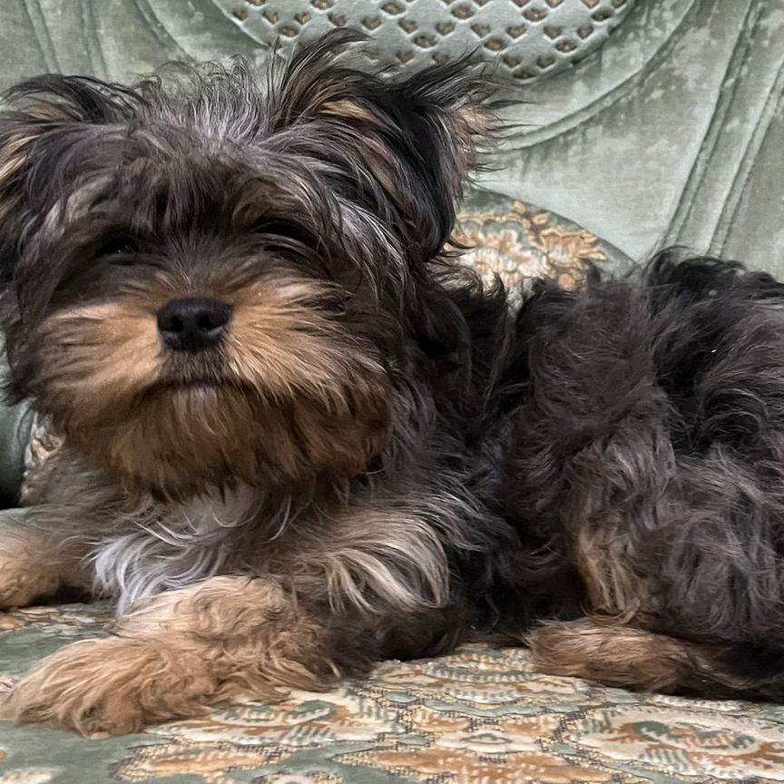 Йоркширский терьер