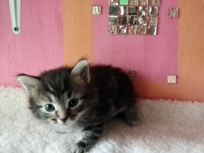 Котёнок Мишка, 2 мес