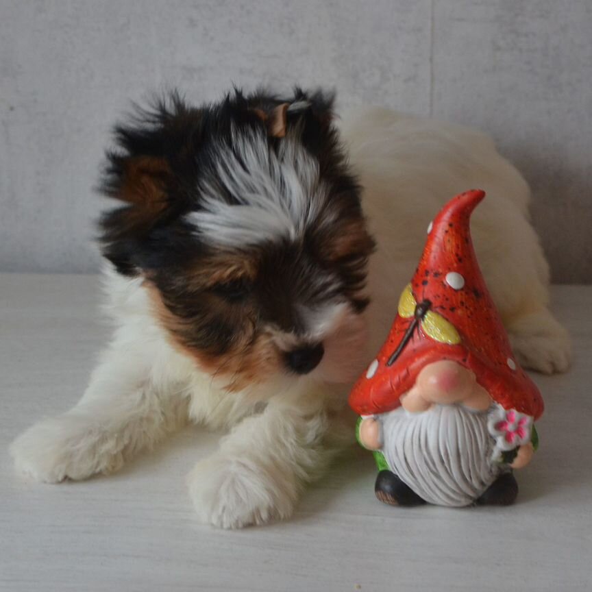 Девочка Бивер