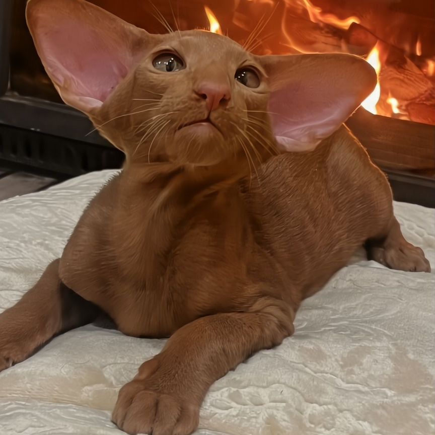 Ориентальный котёнок