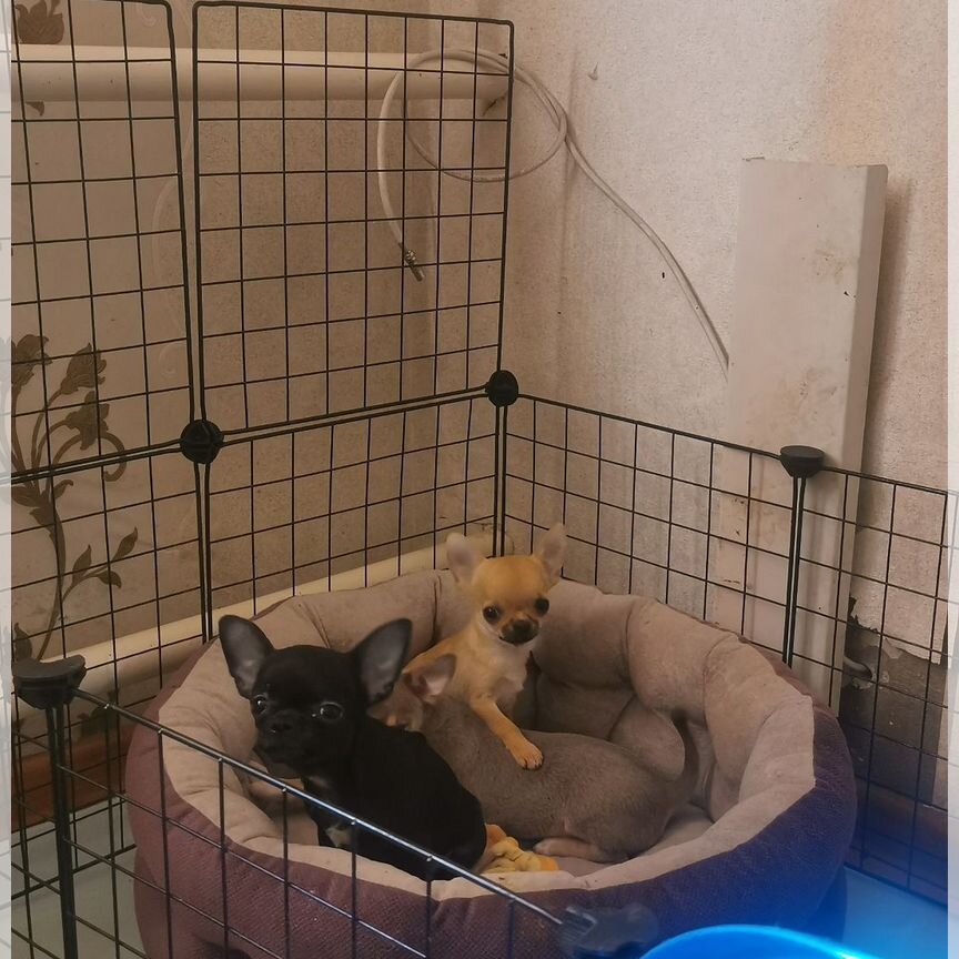 Чихомалыши