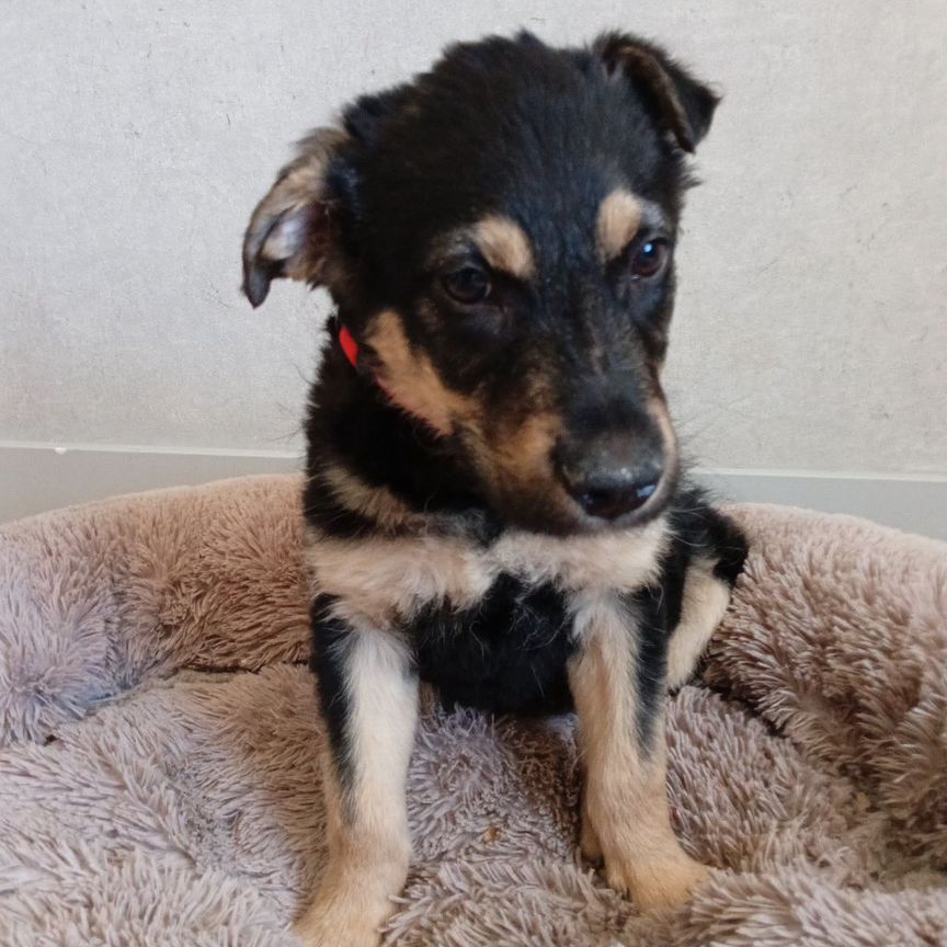 Мальчик щенок во двор, привезу