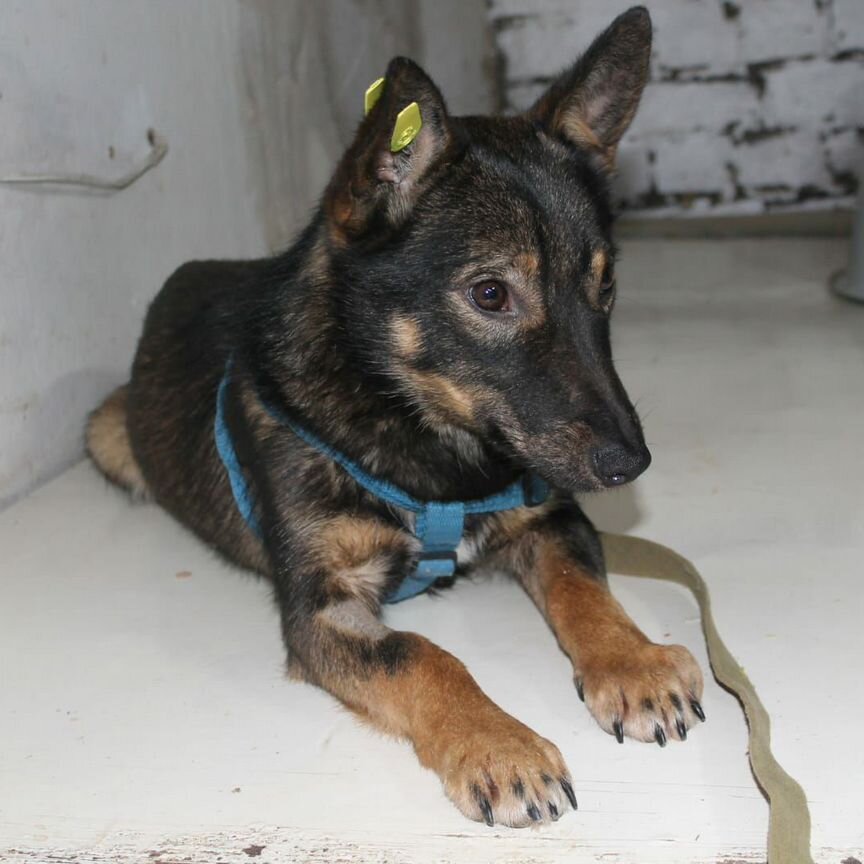 Не большая собака в добрые руки